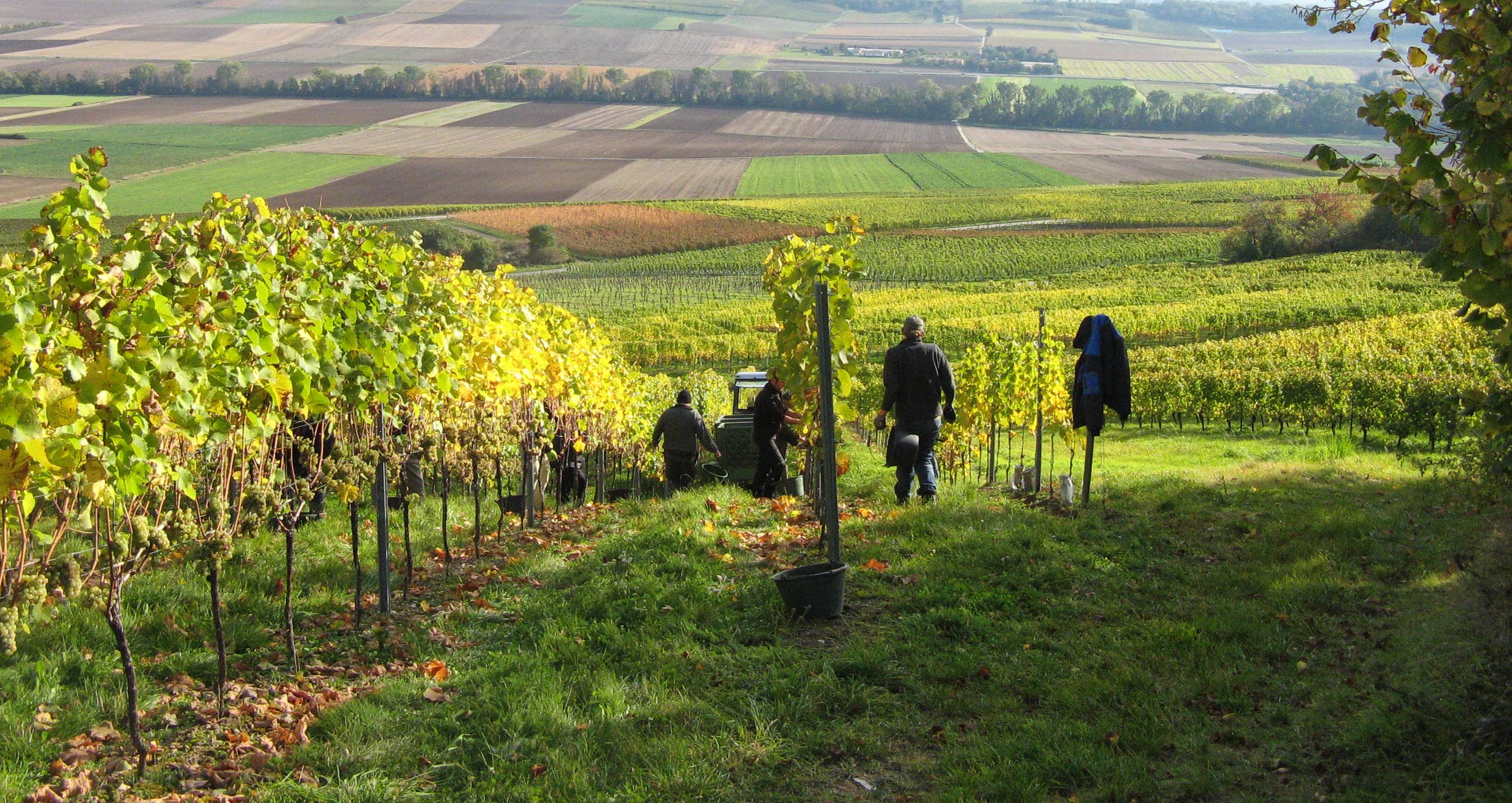 Weingut Braunewell – Spitzenweine aus Essenheim